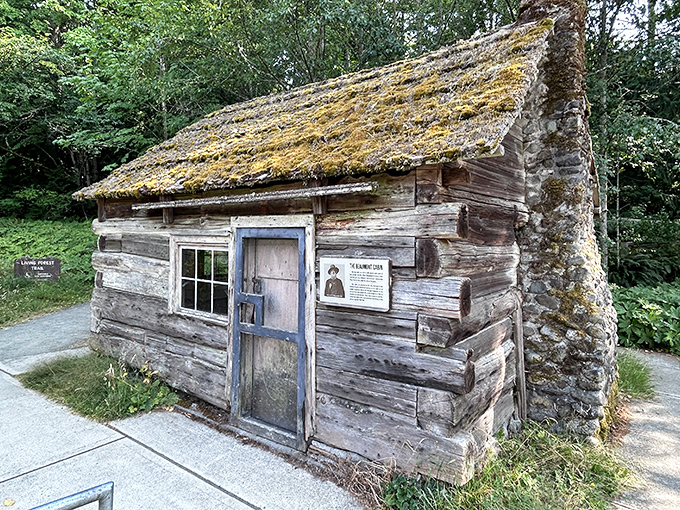 This pioneer cabin whispers stories of Olympic Peninsula settlers who thought, "Let's build here and see what happens." Spoiler: history happened.