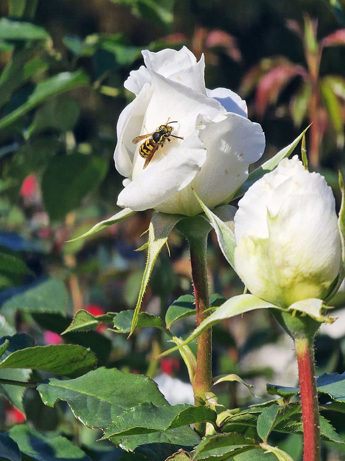 A hardworking pollinator takes a moment to appreciate this pristine white rose. Even the bees know where to find Sacramento's best views.