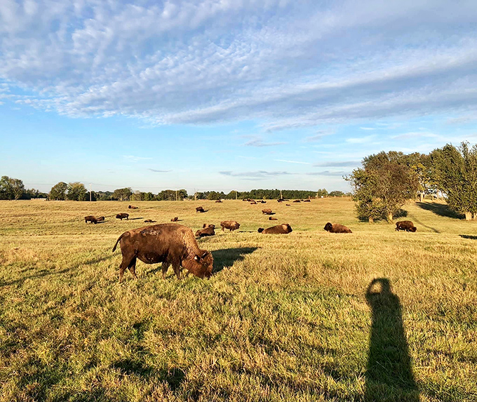 At Tupelo Buffalo Park, these magnificent beasts roam much as they did centuries ago, offering visitors a glimpse into America's wild heritage.