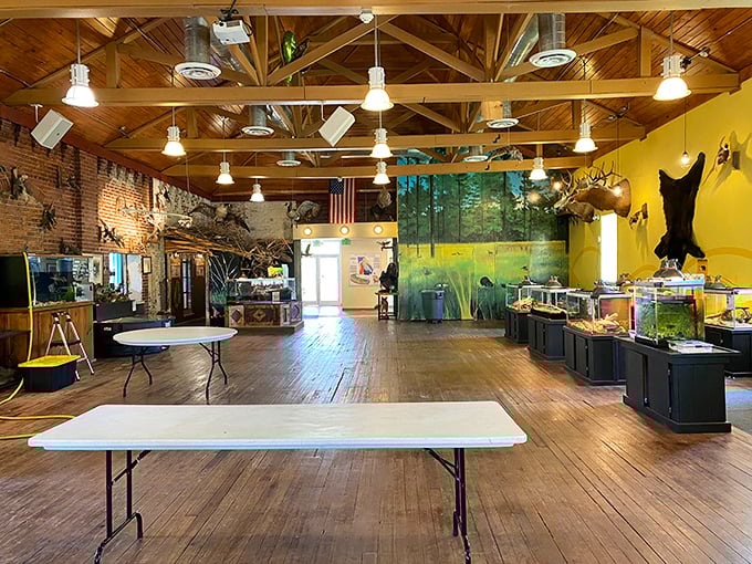 Where taxidermy meets education, and suddenly learning about wildlife doesn't feel like a classroom punishment from 1987.