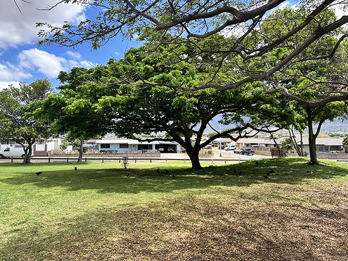 Beneath the spreading monkeypod trees at Kahului Community Center Park, generations of local families have shared weekend picnics.