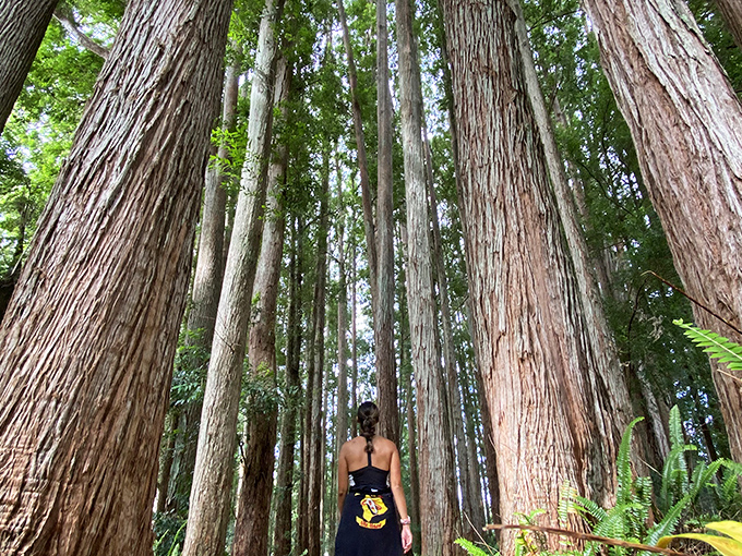Standing small among giants. These towering trees in Kalōpā State Park make even the tallest visitor feel like they've stumbled into a prehistoric world.