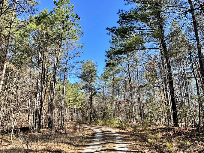 Where forest bathing doesn't require a spa membership. Ellendale's proximity to natural areas provides daily opportunities for peaceful walks among towering pines.