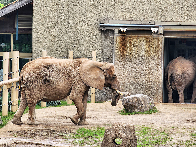 At Seneca Park Zoo, the elephants have more square footage than most Manhattan apartments&mdash;and they're much better neighbors.