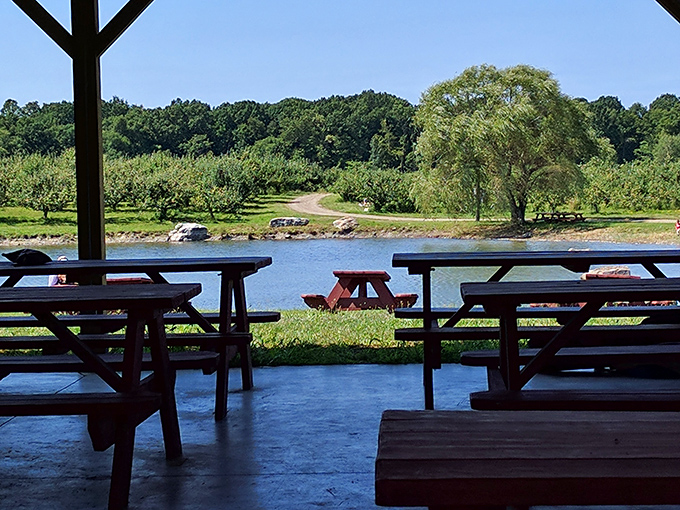 At Twin Star Orchards, picnic tables with a view prove that the best dining room has no walls, just apple trees and open sky.