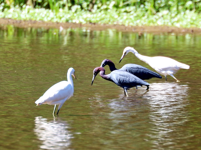 The avian welcoming committee holds their morning meeting, discussing important pond matters while showing off their impeccable wading techniques.