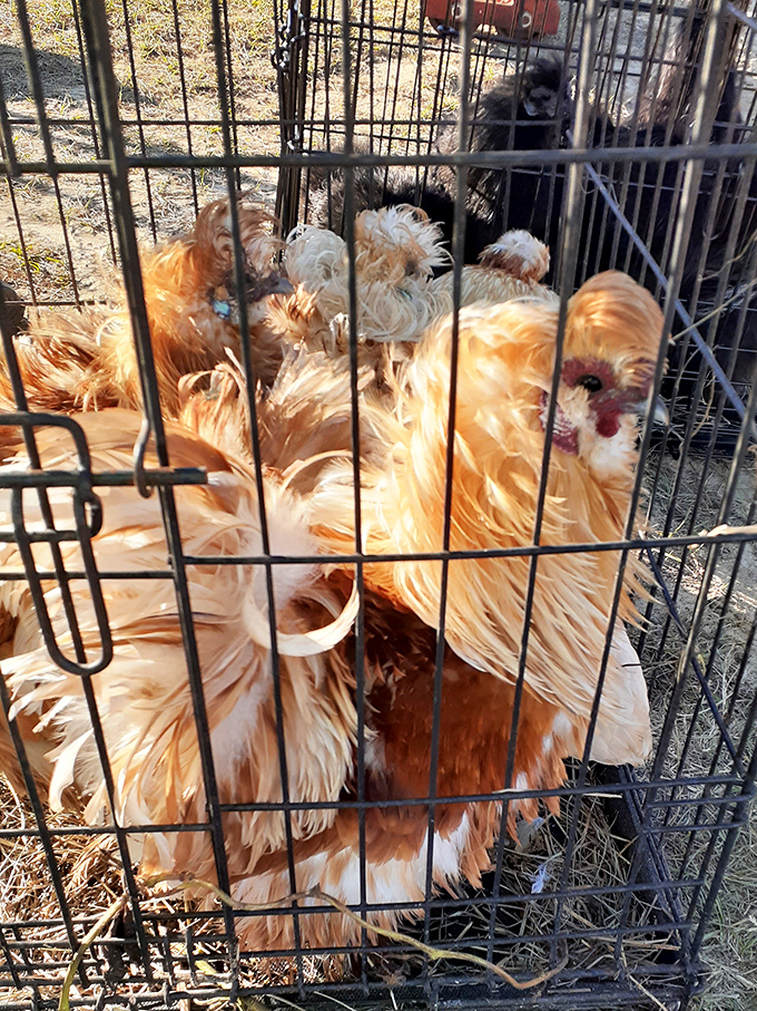 Farm-fresh entertainment! These fluffy chickens remind us that at Sadie's, even livestock shopping comes with personality and charm.