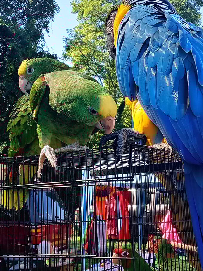 Tropical splendor with feathers! Magnificent parrots add unexpected color and personality to this treasure-hunting adventure.