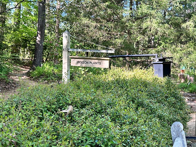 "Danger: Delicious Looking!" The poison plant garden is Mother Nature's way of saying "Look, but don't lick." A fascinating reminder of plants' chemical superpowers.