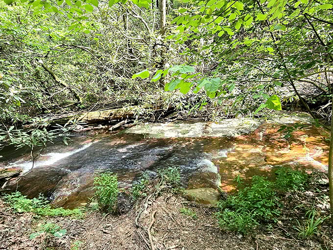 These mountain streams have been babbling the same peaceful tune for millennia, and honestly, they've perfected their performance.
