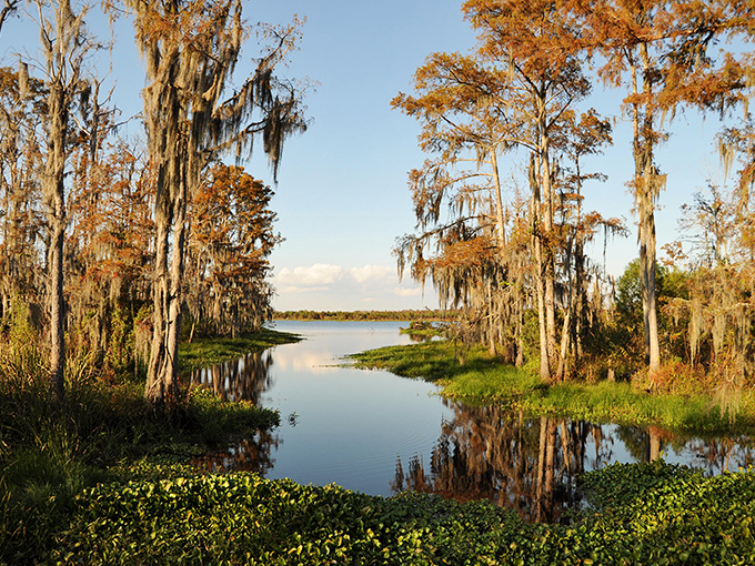 Golden hour in the bayou transforms ordinary cypress trees into nature's cathedral. No admission fee required for this daily spectacle.