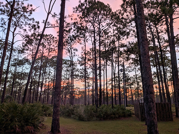 Florida's sunset paintbox transforms these longleaf pines into silhouettes against a cotton candy sky. No filter needed here!