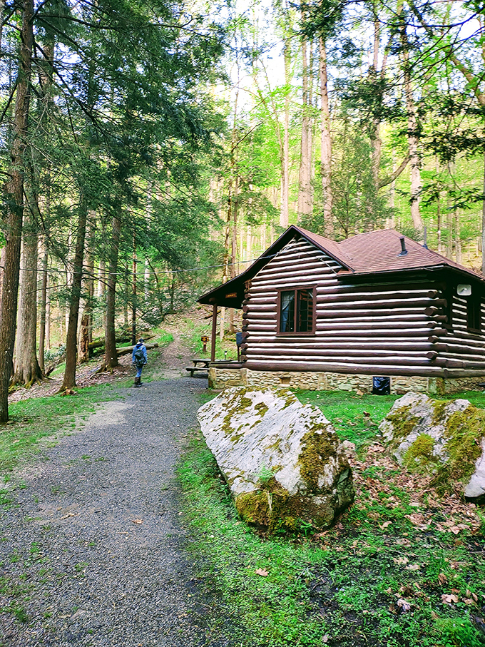 The classic CCC-built log cabin blends so perfectly with its surroundings, it's as if the forest grew it rather than hands built it.