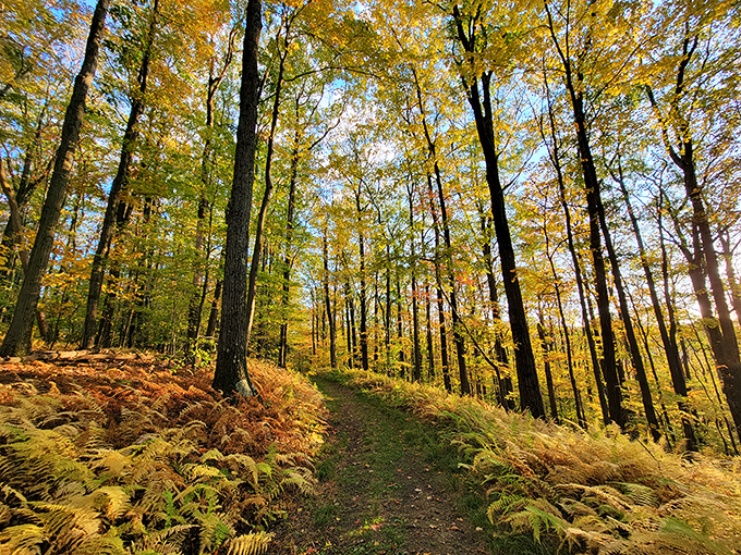 Autumn's golden hour in full glory. Walking through these sun-dappled trails feels like strolling through a painting that Monet would have envied.