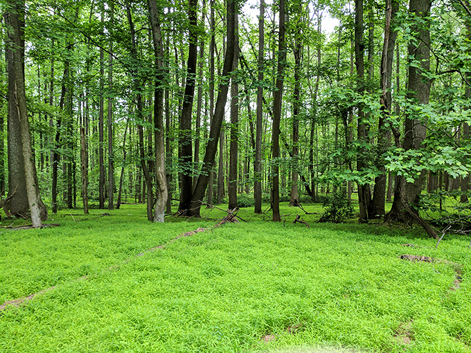 Cathedral of trees where sunlight plays priest. The verdant forest floor creates a carpet worthy of Mother Nature's most elegant soir&eacute;es.