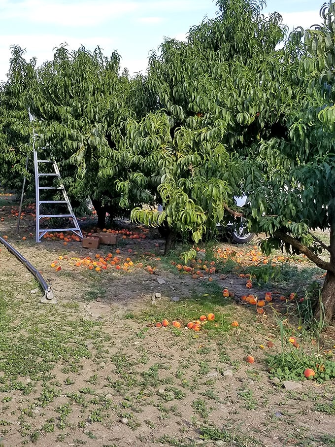 Sugar plum trees standing in perfect formation &ndash; Mother Nature's most delicious army.