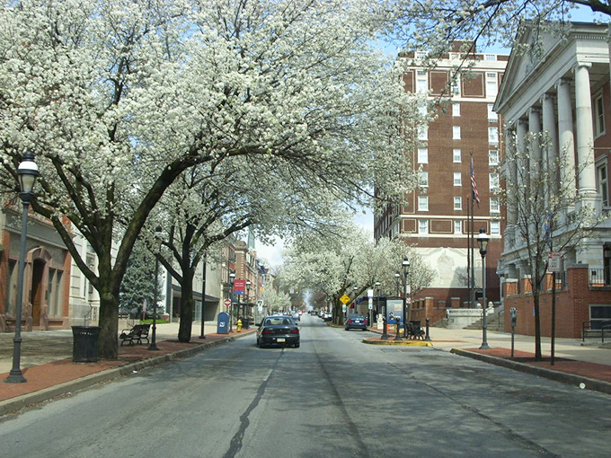 York in springtime explodes with blossoms, turning ordinary walks into parades through nature's confetti celebration.