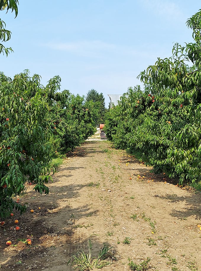 Fallen sugar plums create a red carpet worthy of any fruit enthusiast's grand entrance.