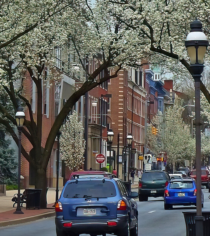 Historic York's tree-lined streets burst with spring blossoms, creating a perfect setting for car-free living.