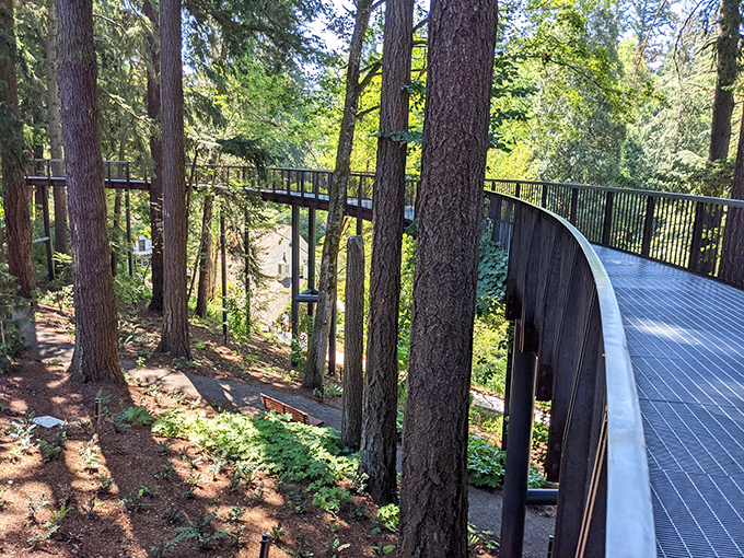 Walking among the treetops on this elevated path makes you feel like a very sophisticated squirrel.