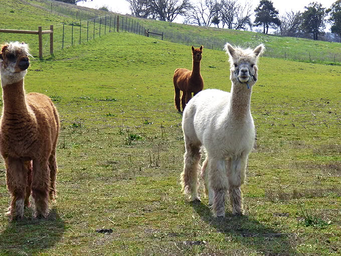 Meet the alpacas, nature's fluffiest greeters who'll photobomb your pictures with more charm than any celebrity cameo.