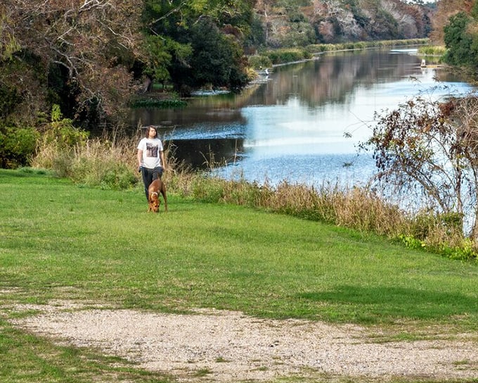 Bayou Teche meanders through town like a lazy Sunday afternoon, offering peaceful walks and contemplative moments for dog owners.