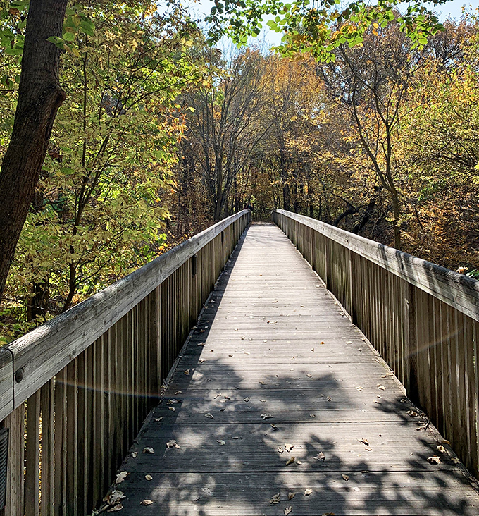 Autumn transforms this boardwalk into nature's runway. The trees show off their seasonal collection while you contemplate your life choices.