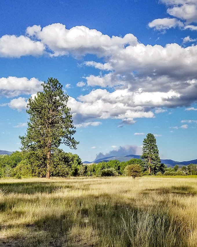 Montana's version of a cathedral: towering pines, waving grasses, and a sky so vast it makes your problems properly resize themselves.