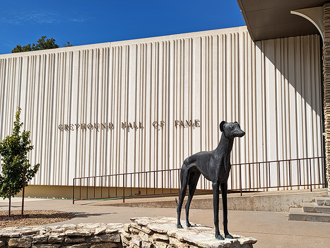 Who knew greyhounds had their own hall of fame? This sleek statue stands guard outside a museum dedicated to these magnificent racers—talk about specialized collections!