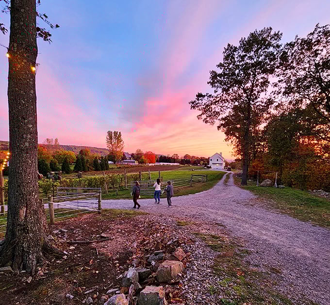 Little Ridge Vineyards captures that magical golden hour when the countryside glows and walking down a gravel path feels like stepping into a watercolor painting.