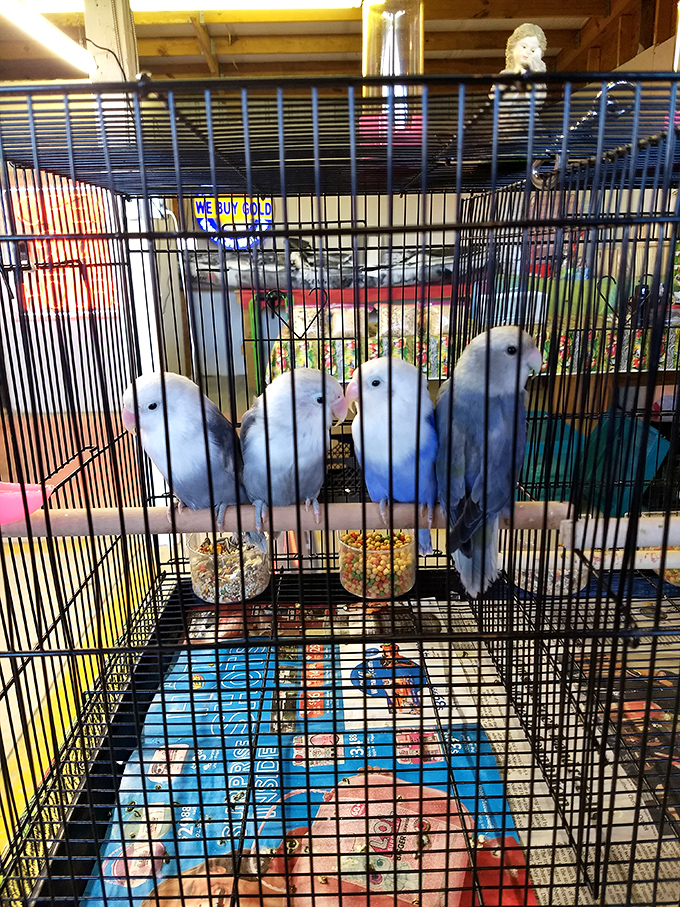 Blue buddies contemplating their next move. These feathered friends offer a splash of color and personality amid the market's constant hum of activity.
