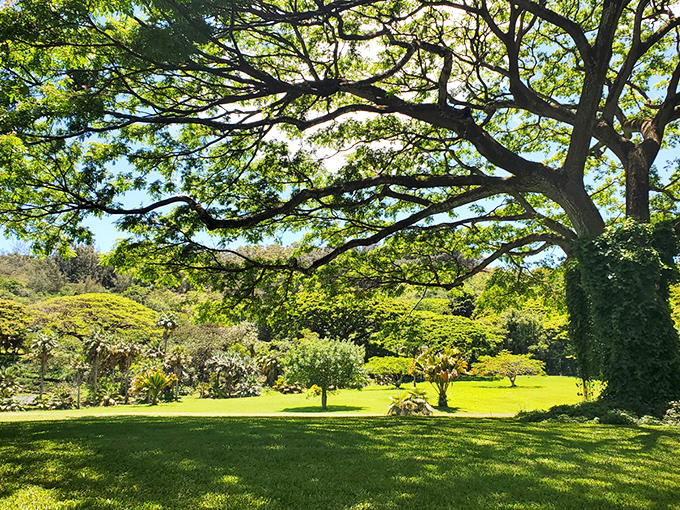 Beneath this magnificent canopy of green, time slows to match the gentle sway of leaves, offering a masterclass in what "peaceful" truly means.
