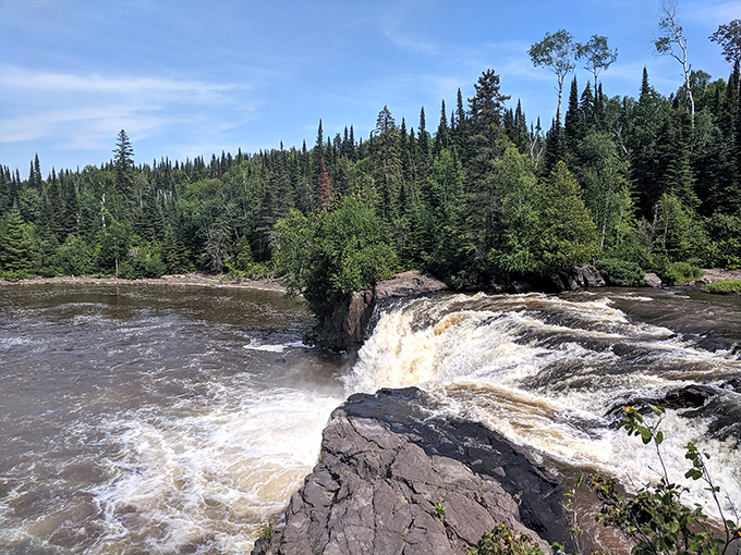 Canada geese patrolling the grasslands, nature's own border security with better uniforms.