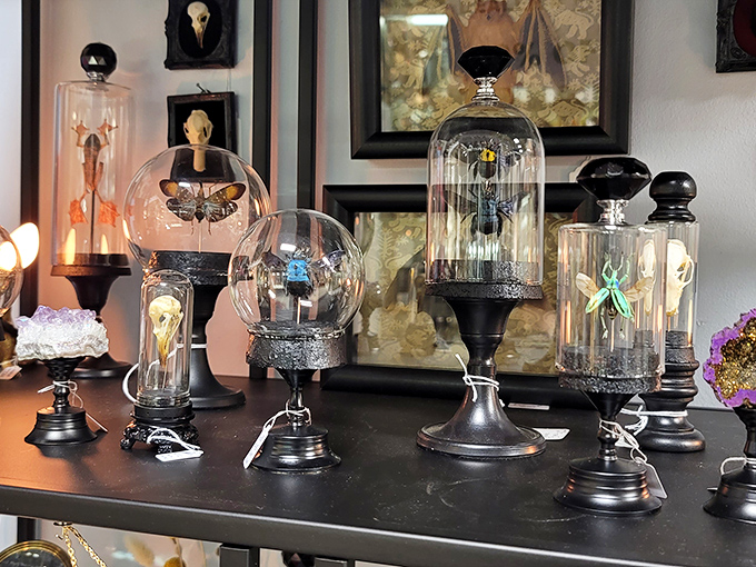 Victorian science meets modern macabre in these glass-domed insect displays. Wes Anderson would absolutely build a movie set around these conversation pieces.