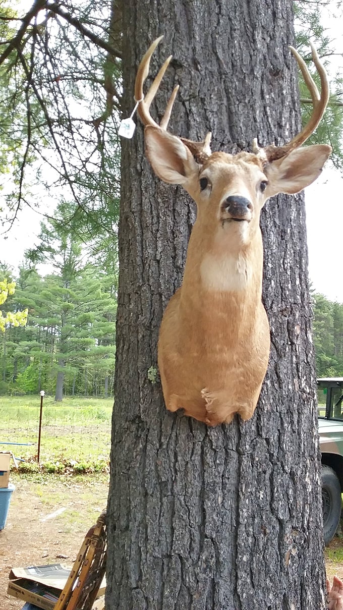 "Oh deer!" Taxidermy finds at flea markets are conversation starters that bring a touch of wilderness to suburban living rooms.