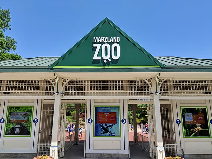 The Maryland Zoo entrance promises wild encounters without wild price tags. Lions, tigers, and bears&mdash;all within a retiree's budget in Druid Hill Park.