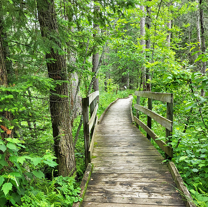 This boardwalk through Itasca's ancient forest isn't just a trail—it's a time machine to when trees, not tweets, were the primary form of communication.
