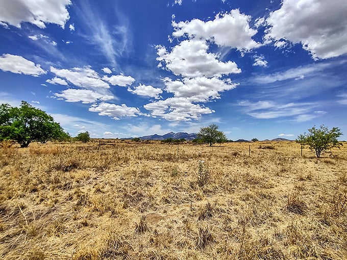 Arizona's desert grasslands stretch toward distant mountains, a landscape so timeless you half expect to see a Western movie being filmed just over the next rise.
