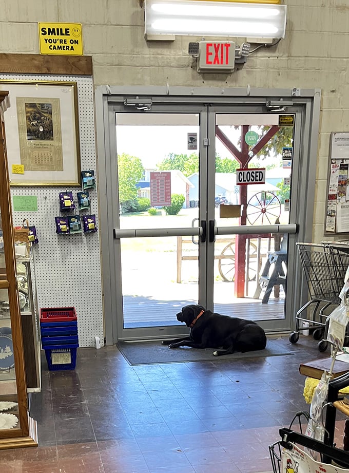 Even the shop dog knows this is the place to be, standing guard at doors that have welcomed generations of collectors and curiosity-seekers.
