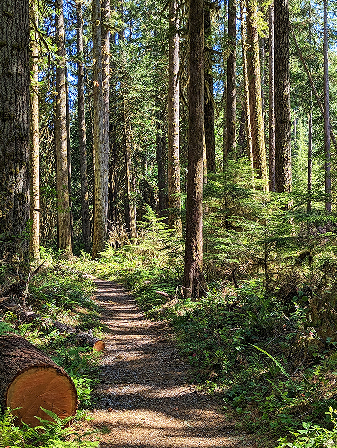 A trail that whispers, "Follow me into the cool embrace of centuries-old trees." Who are we to argue with such persuasive foliage?
