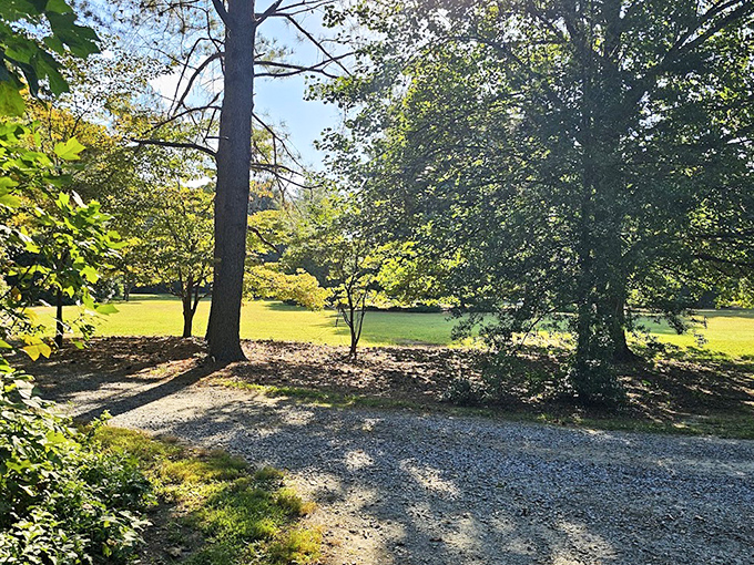 Shaded paths like this remind you that air conditioning is overrated when you've got a proper tree canopy overhead.