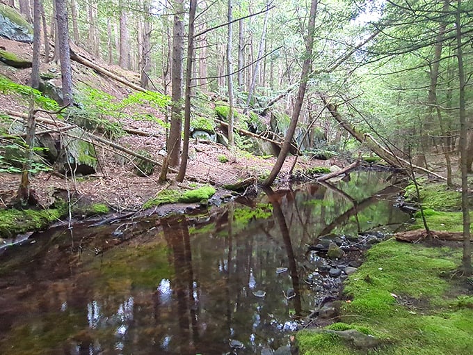 Tranquility in liquid form. This woodland stream doesn't need WiFi to create perfect reflection&mdash;nature's been doing it for millennia.