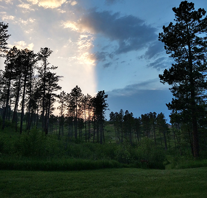 That magical moment when Nebraska's sunset transforms ordinary pines into a silhouette worthy of a national park brochure.