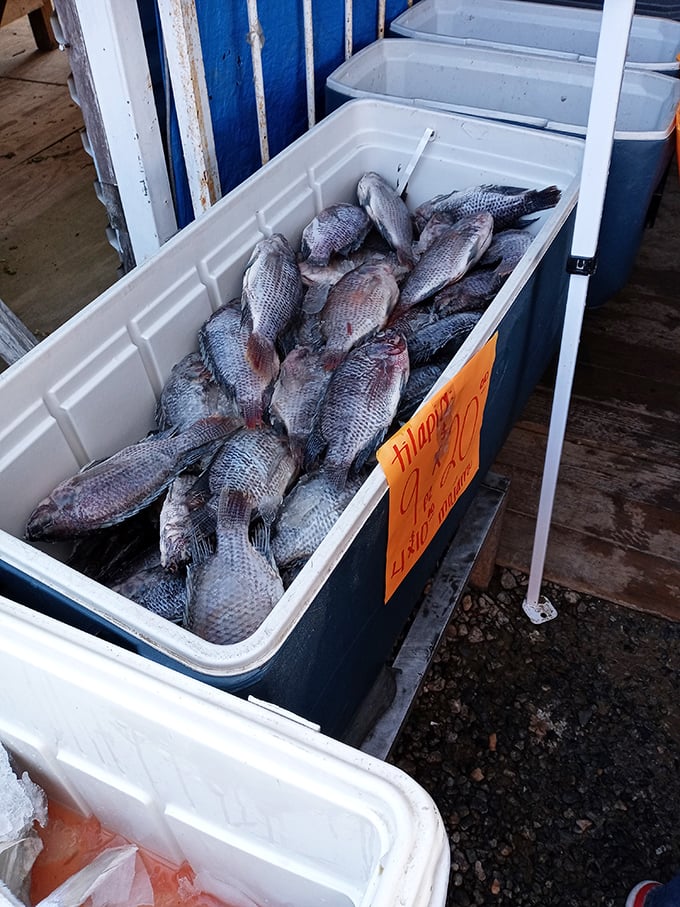 Today's catch looking remarkably fresh&mdash;tilapia on ice waiting for someone's dinner table at a fraction of grocery prices.