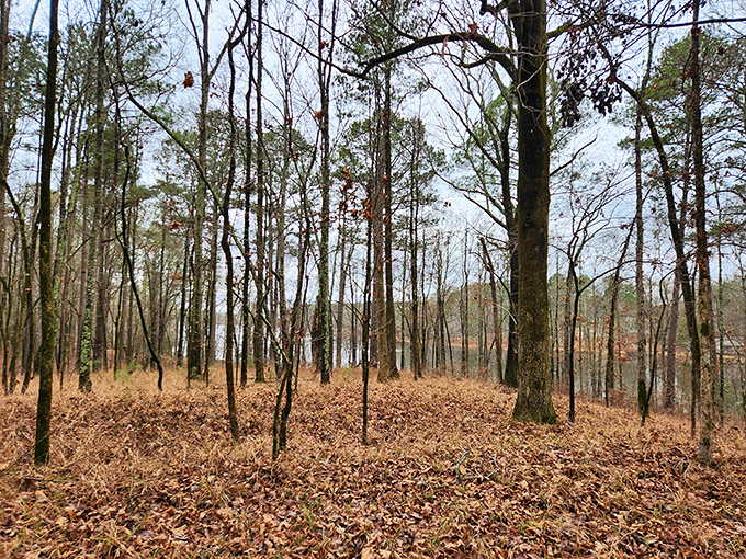 Winter's bare branches create nature's own cathedral. These woods offer contemplative walks where the only notification is a bird's call.