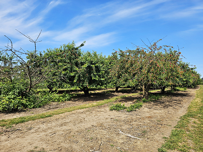 Bright red fruit hangs heavy on the branches at Detering Orchards, inviting you to enjoy nature&rsquo;s bounty under clear skies.