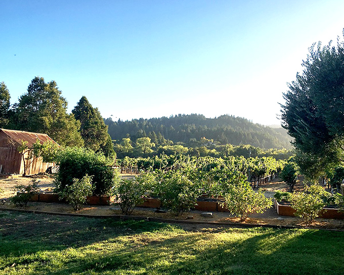 Wine country living gets real when organic gardens meet small-town community spirit.