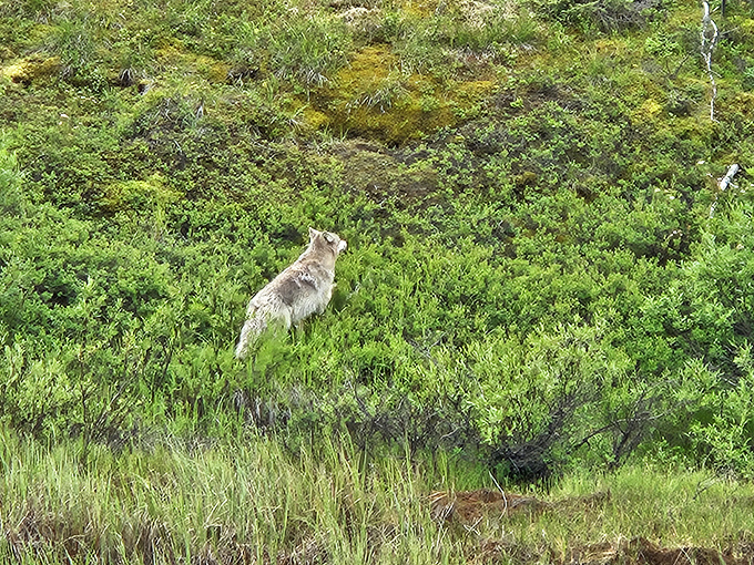 Alaska's wildlife reminds visitors that North Pole isn't just Santa's domain&mdash;it's a wilderness where creatures like this wolf thrive in their natural habitat.