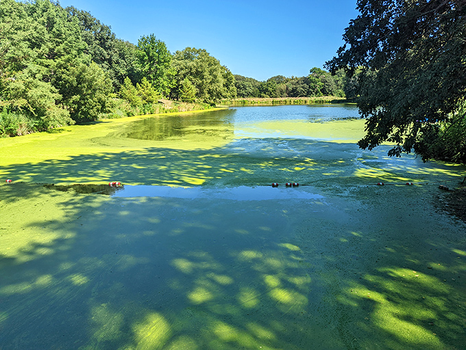 Even algal blooms create art at Mahoney, painting the water with swirls of green that would make Claude Monet reach for his palette.