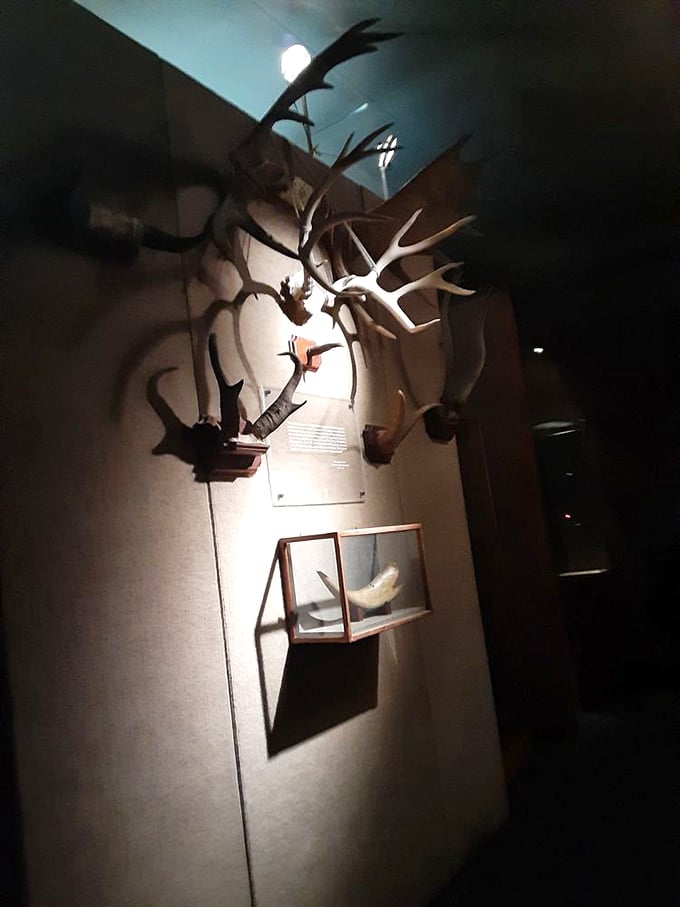 Antlers and horns crowd this wall like trophies from a hunter who specialized in the genuinely bizarre.